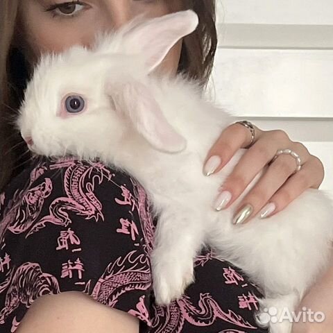 Кролик с клеткой