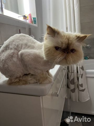 Кот ждет кошку для продолжения потомства