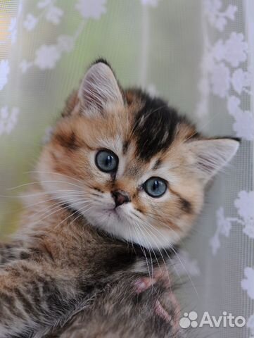 Шотландский прямоухий котик