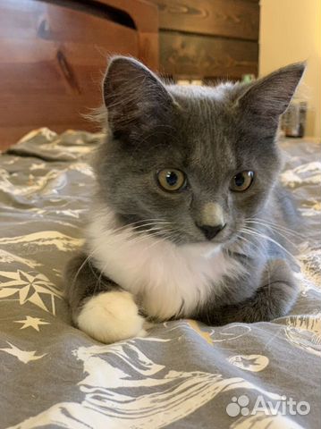 Котенок со сломанной лапой нуждается в семье