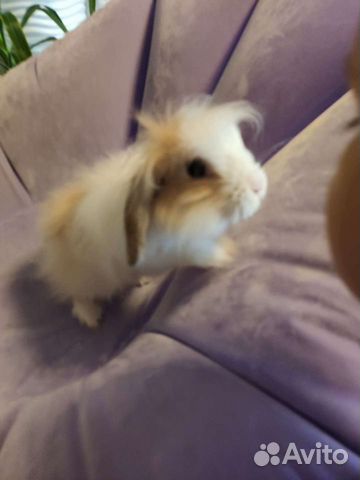 Декоративный кролик бесплатно