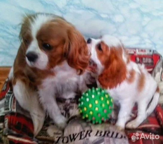 Нежные детки Кавалер Кинг Чарльз спаниели