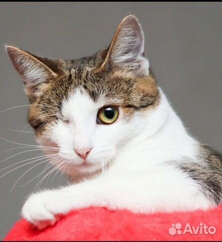 Кошечка 9 мес