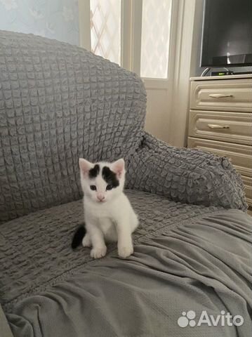 Домашний котенок в добрые руки 1,5 месяц 1