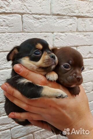 Щенки чихуахуа девочки
