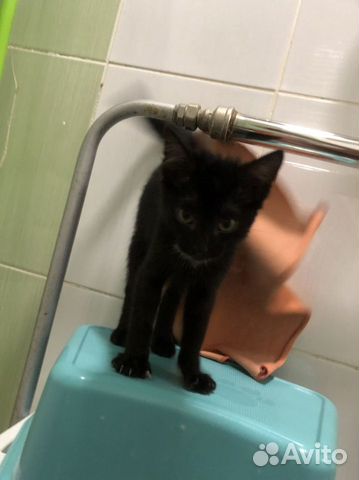 Кот котенок чернобелый