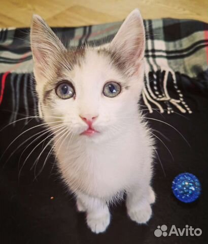 Котик Макс