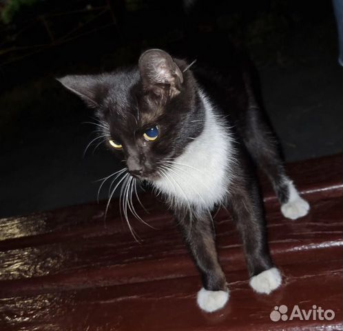 Черно-белая кошка