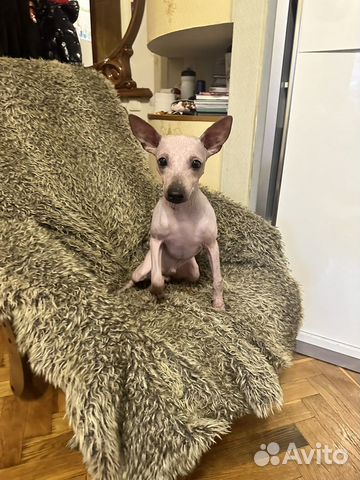 Американский голый терьер