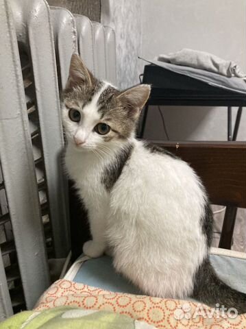 Кошка
