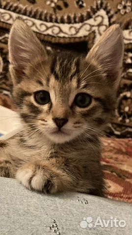 Котенок в добрые руки