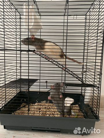 Крысы дамбо в добрые руки