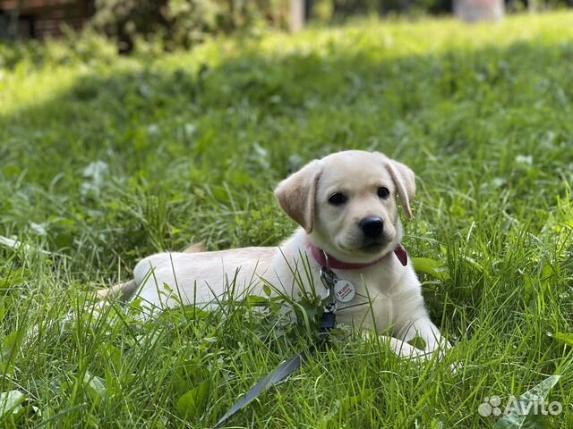 Лабрадор девочка