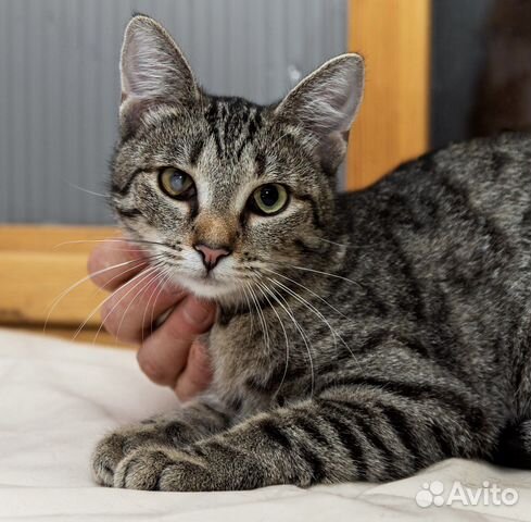 Кошка Симона