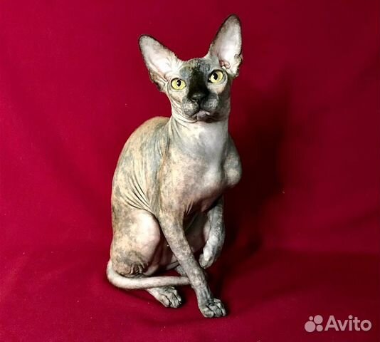 Котенок сфинкс