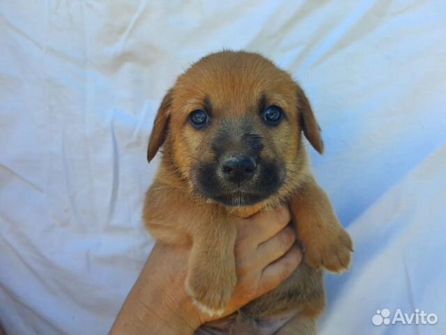 Щенки(терьер) 2,5 мес,дев./мал.из приюта,ищут дом