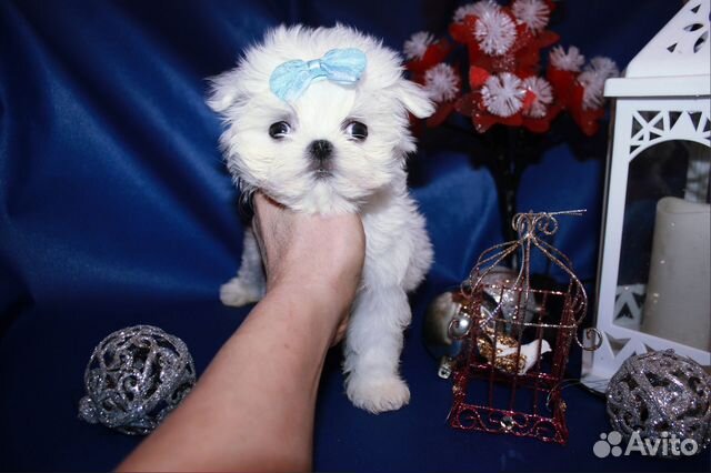 Мини кукольный мальчик мальтезе 2,5 мес