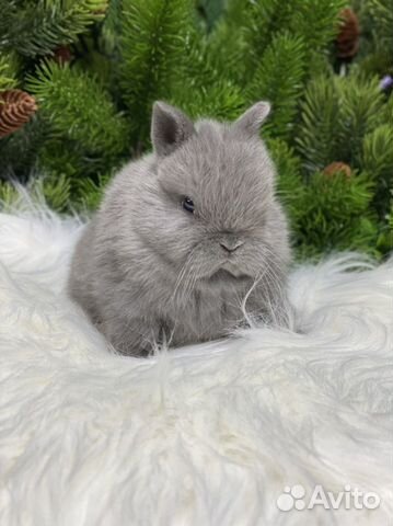 Менор малыши