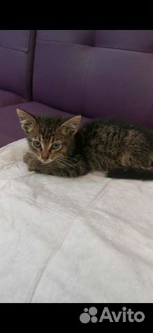 Котенок девочка 1.5 месяца