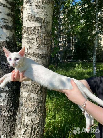 Кошка