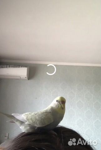 Волнистый попугай