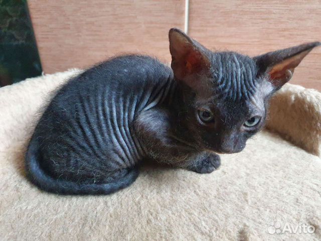 Канадский сфинкс котенок