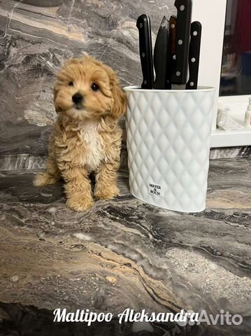 Мальтипу Ф1 Premium baby karamel