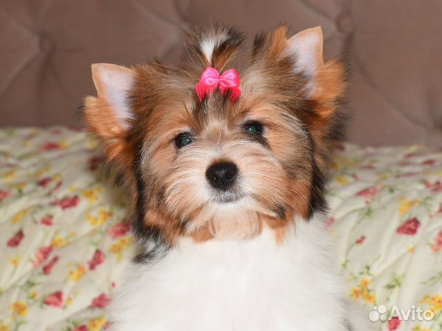 Девочка рыже-белый яркий йорк