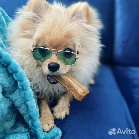 Померанский шпиц вязка кобель