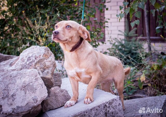 Нежная девочка ищет дом