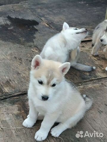 Щенки европейской тяговой хаски