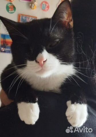 Кошка в дар бесплатно