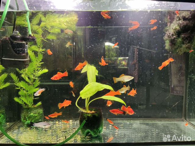 Аквариумные рыбки и растения