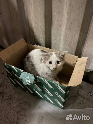 Котенок 2,5 месяца. SOS