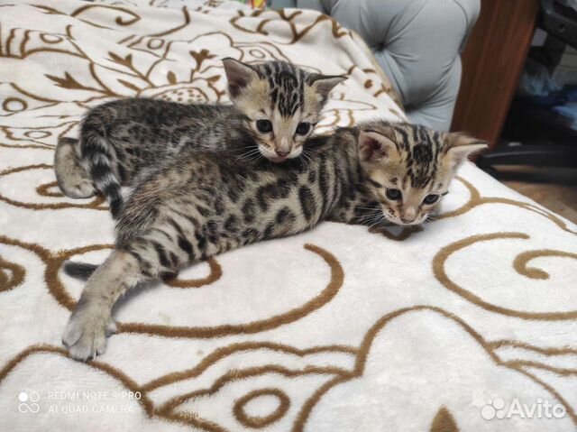 Бенгальская