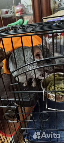 Шиншилла мальчик