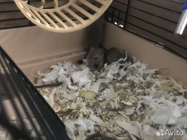 Песчанка