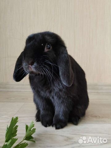 Декоративные кролики