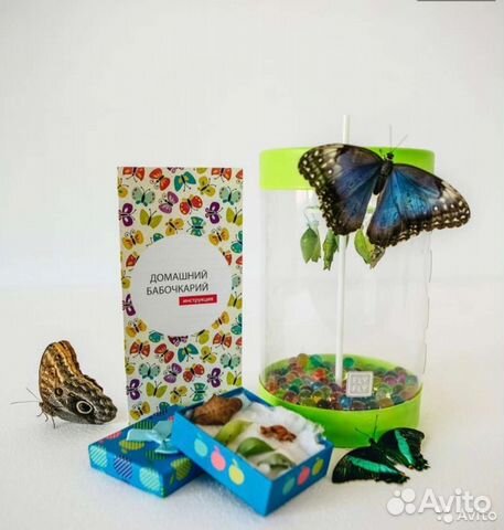 Ферма для бабочек "Бабочкарий" и 3 куколки