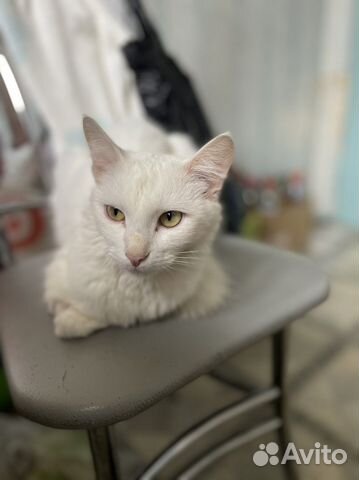 Белоснежный котик в добрые руки