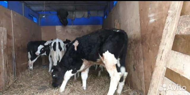 Продаем телята