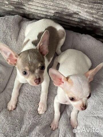 Эксклюзивные щенки Чихуа