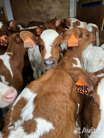 Телята бычки тёлочки доставка