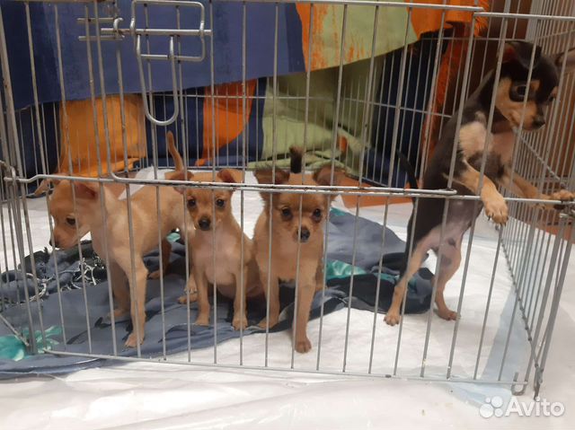 Собака маленькая порода