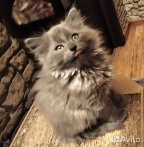 Котик сибирский пушистик 2 месяца в добрые руки