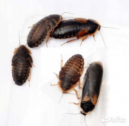 Аргентинские тараканы