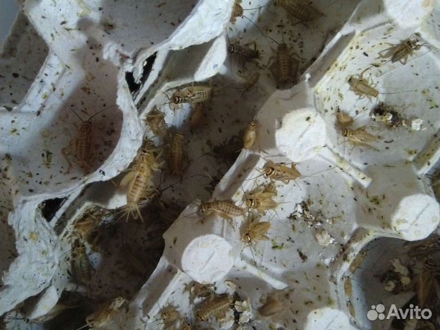 Сверчки живые