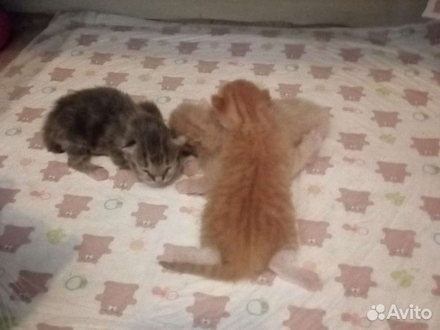 Отдам в хорошие руки котенка