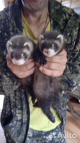 Хорек мальчики