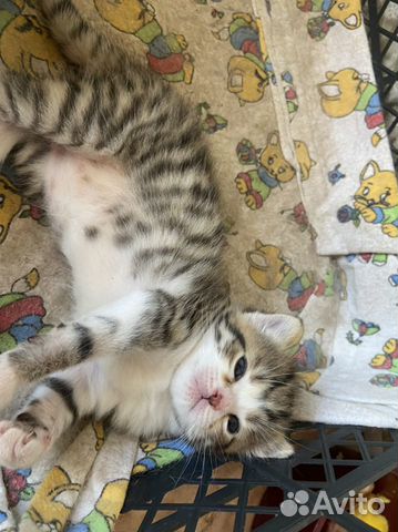 Котики в добрые руки